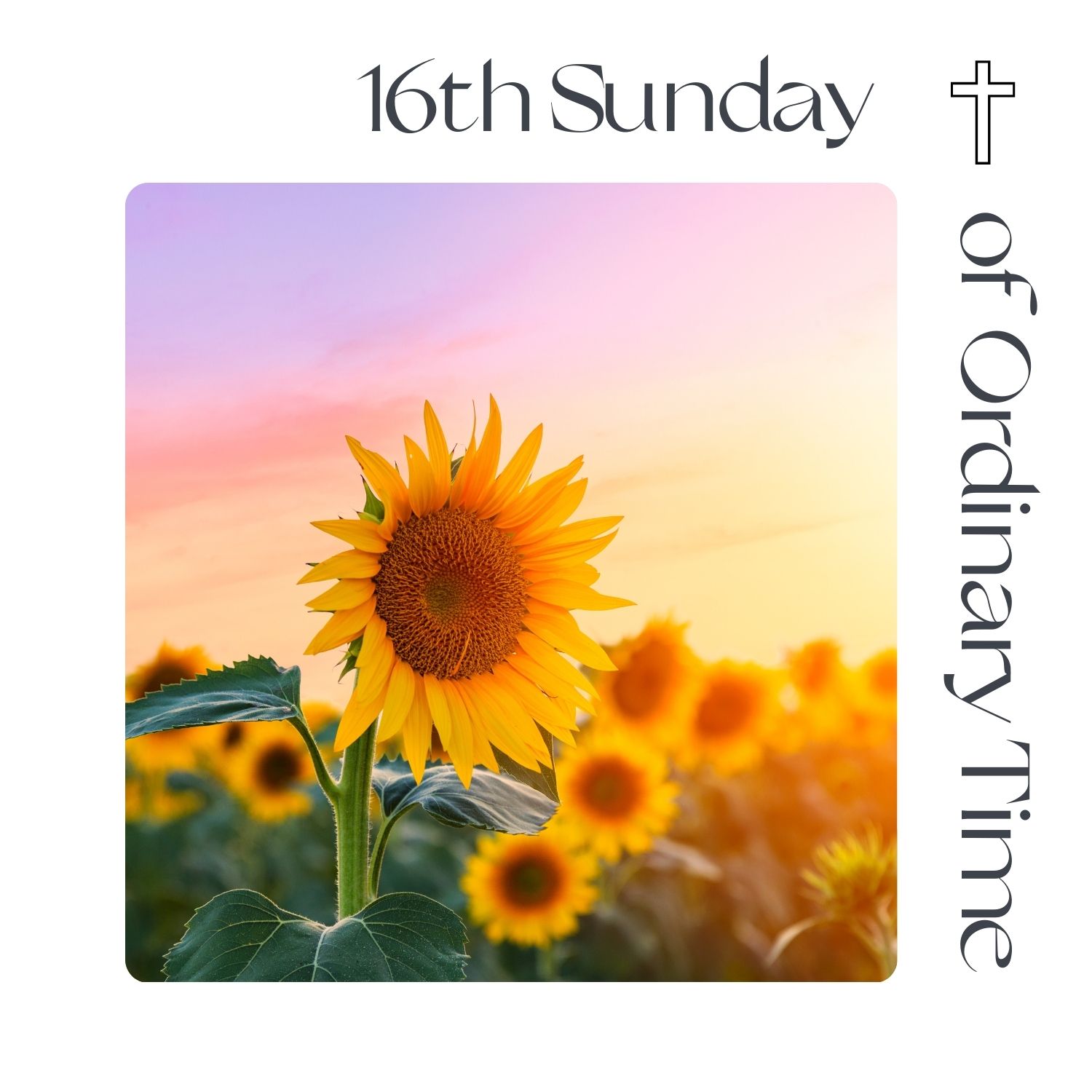 16th Sunday in Ordinary Time | St. Anne Catholic Church