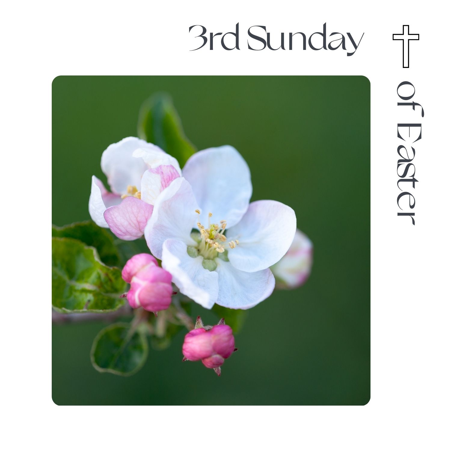 3rd Sunday of Easter | St. Anne Catholic Church